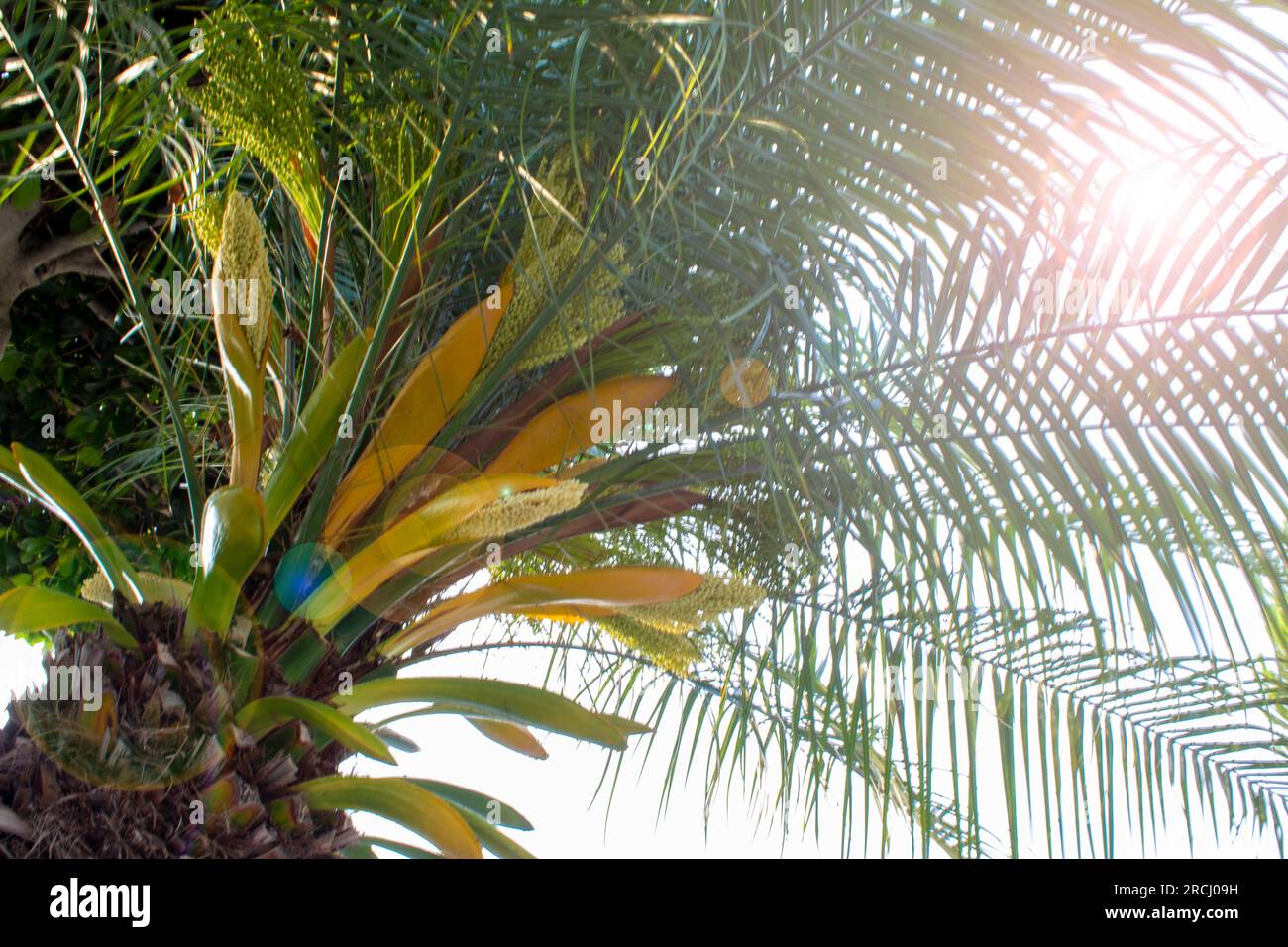 Palm Tree with a Ray From the Sun Against the Sky. Summer Vacation ...