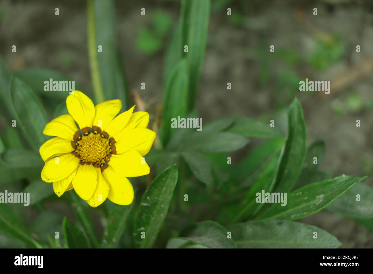 Yellow Gazania or Treasure flower in full bloom, Gazania rigens ...