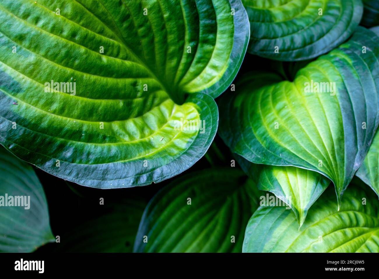 Abstract Green Leaf Texture, Nature Background, Tropical Leaf Stock ...