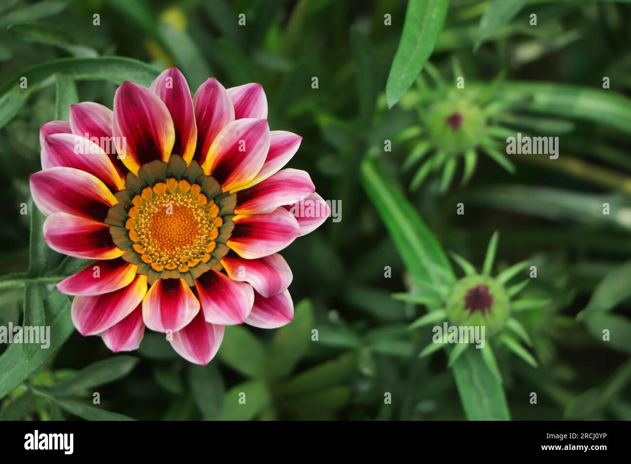 Treasure flower colours hi-res stock photography and images - Alamy