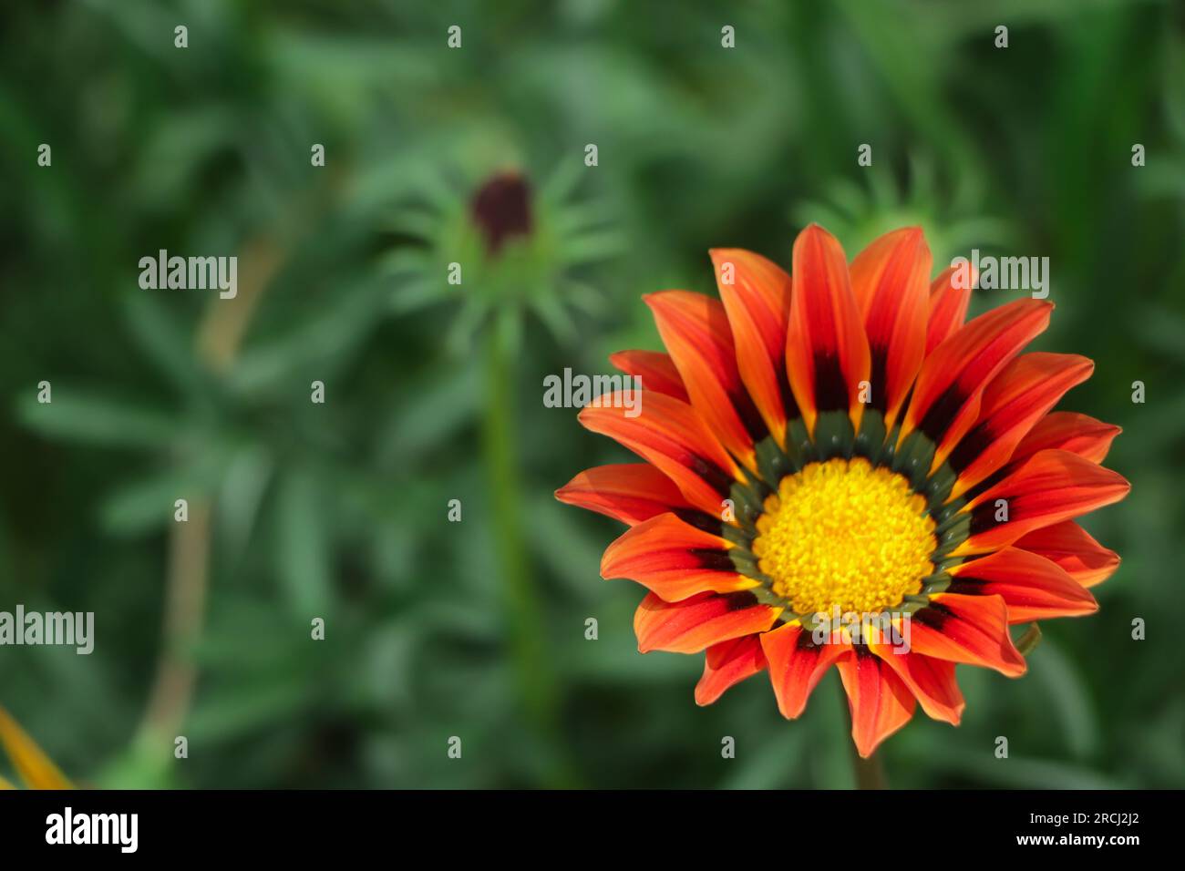 Gazania rigens (syn. G. splendens), sometimes called treasure flower ...