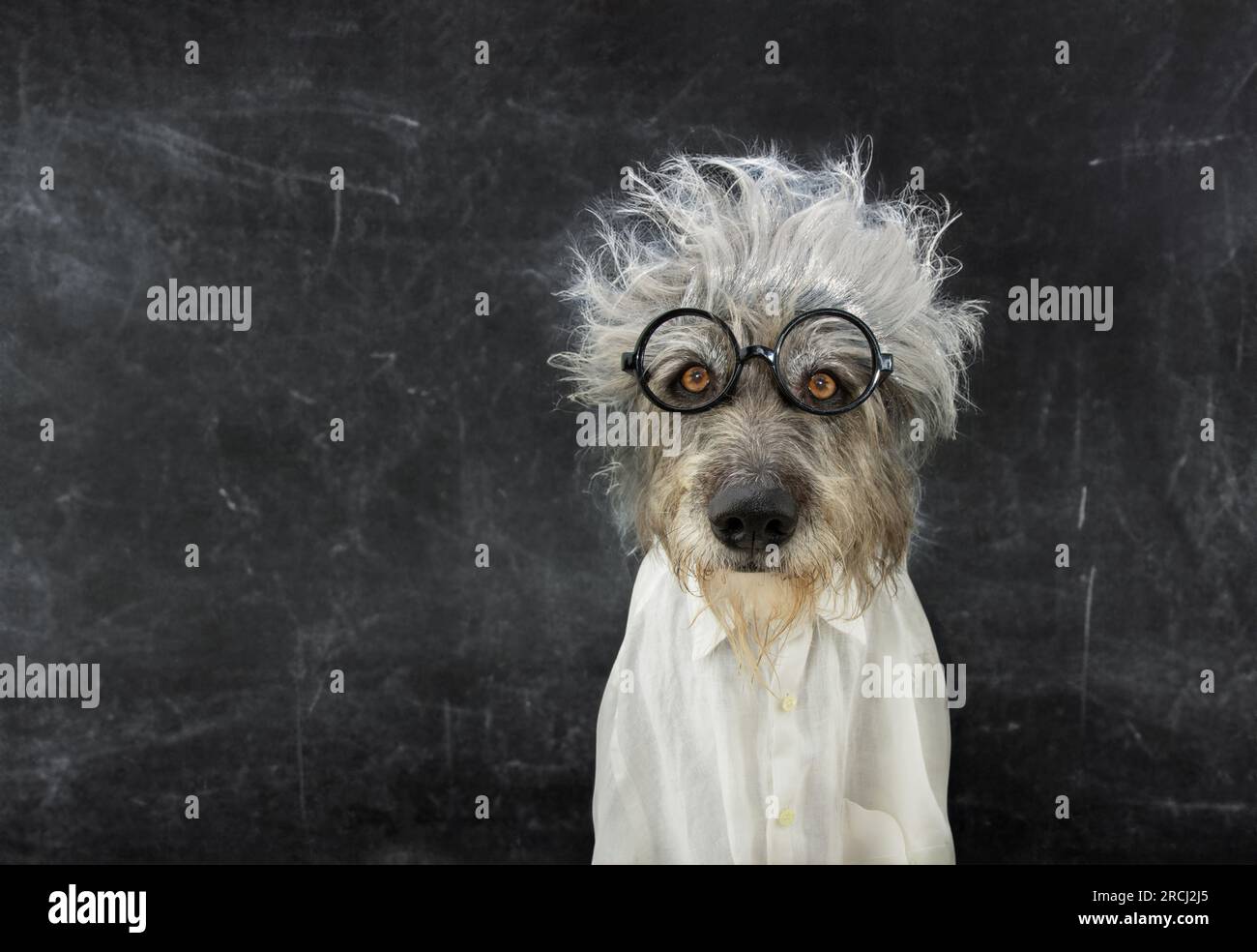 Einstein funny hi-res stock photography and images - Alamy