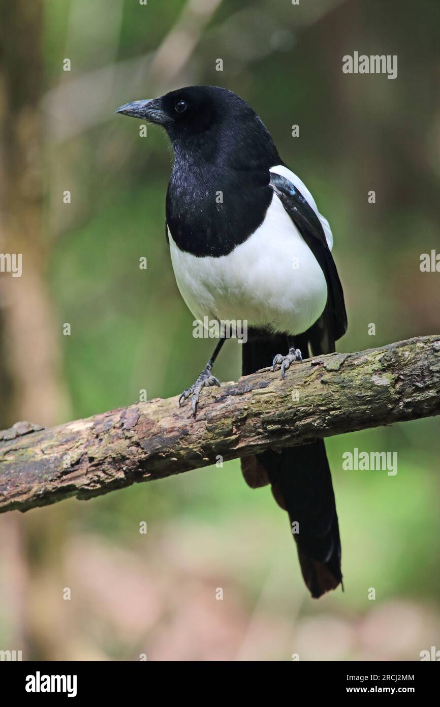 Magpie on branch tree hi-res stock photography and images - Alamy