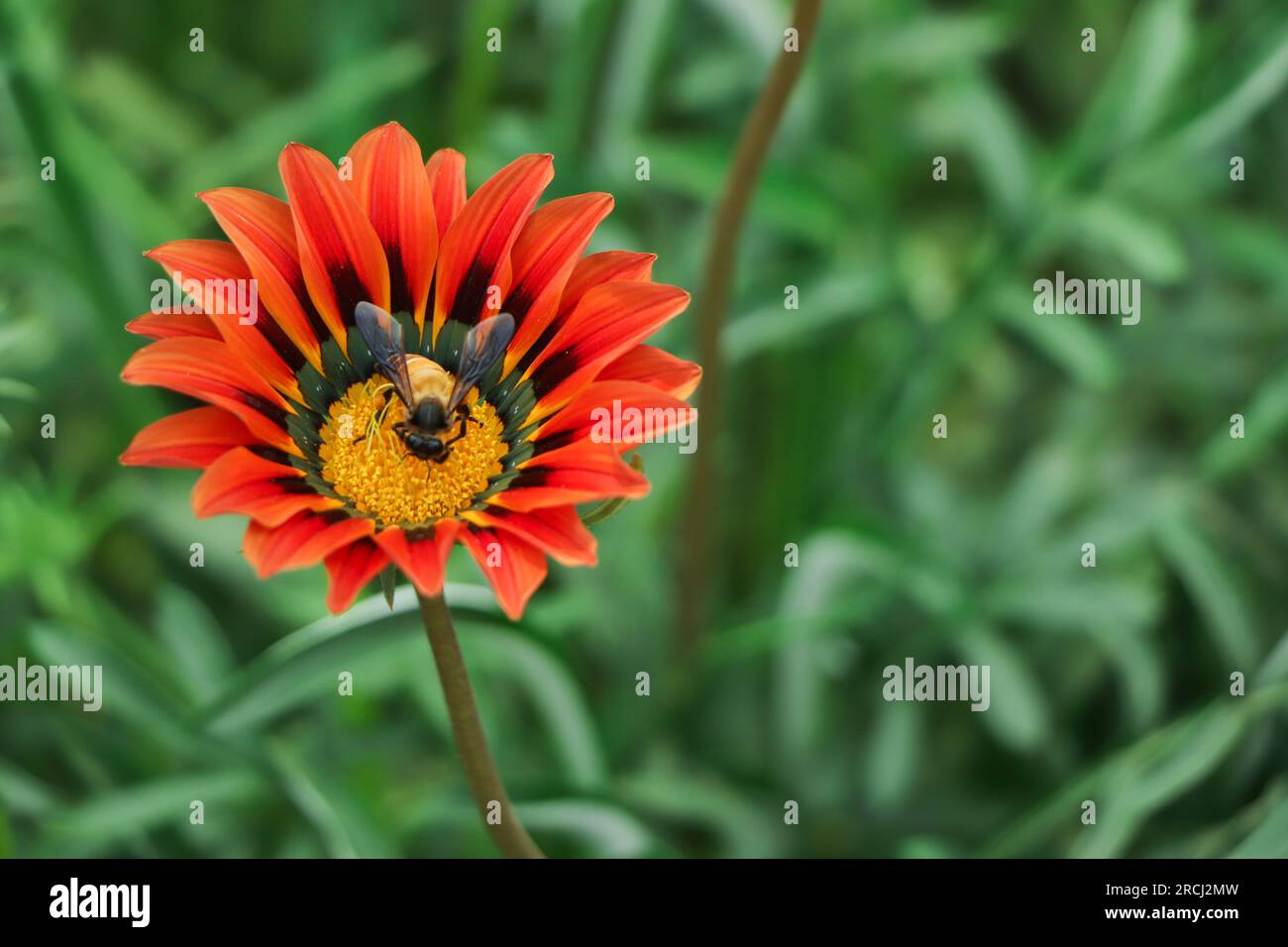 Beautiful gazania treasure flower close-up stock images. Gazania rigens ...