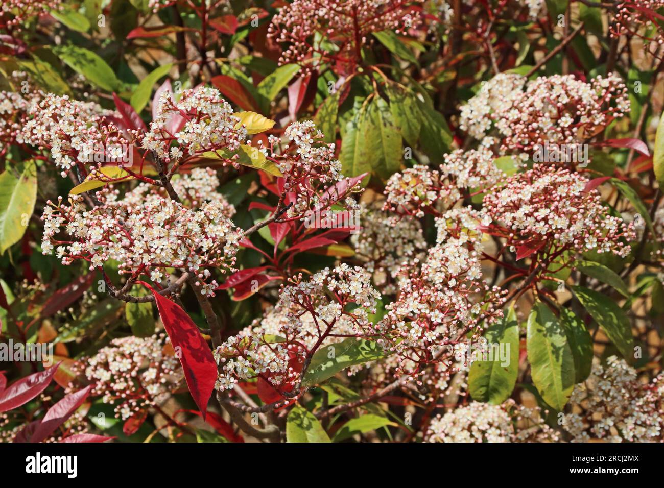 Photinia red robin shrub hi-res stock photography and images - Alamy
