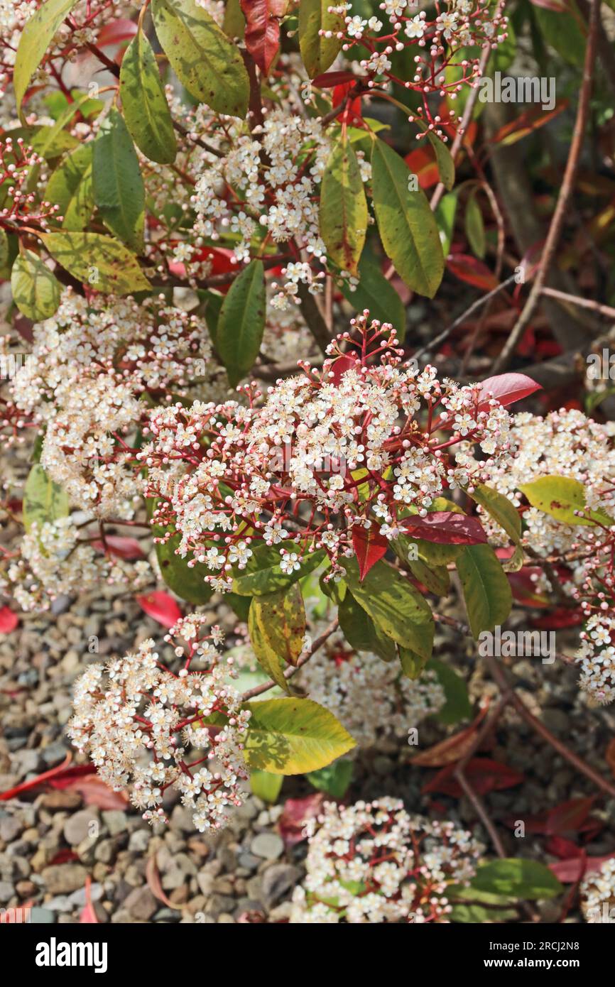 Photinia red robin hedge hi-res stock photography and images - Alamy