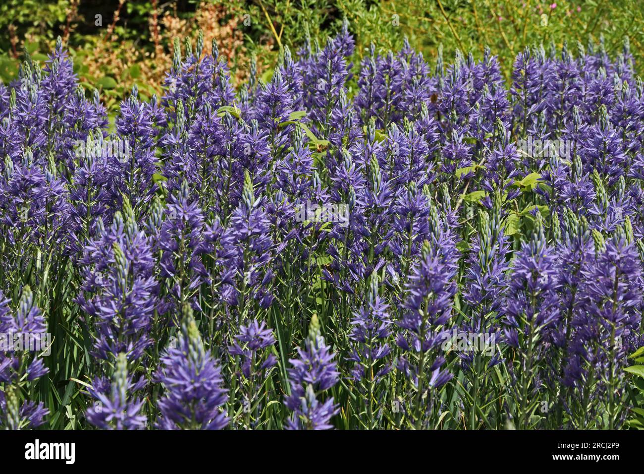 Blue quamash hi-res stock photography and images - Alamy