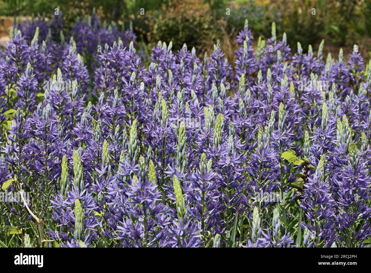 Blue quamash hi-res stock photography and images - Alamy