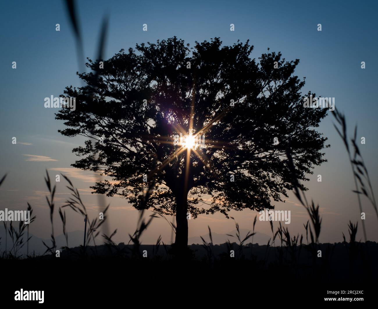 The tree of life Stock Photo - Alamy