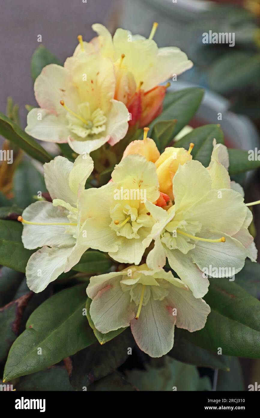 Pale lemon yellow flowers hi-res stock photography and images - Alamy