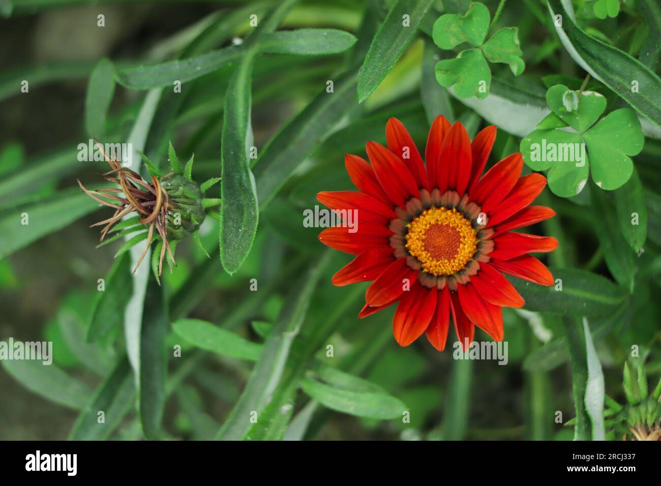 Beautiful gazania treasure flower close-up stock images. Gazania rigens ...