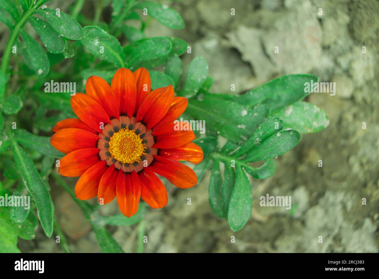 Gazanias (Treasure Flower or African Daisy) are showy tender perennials ...