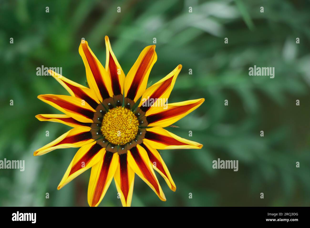 Yellow Gazania or Treasure flower in full bloom, Gazania rigens (aka ...