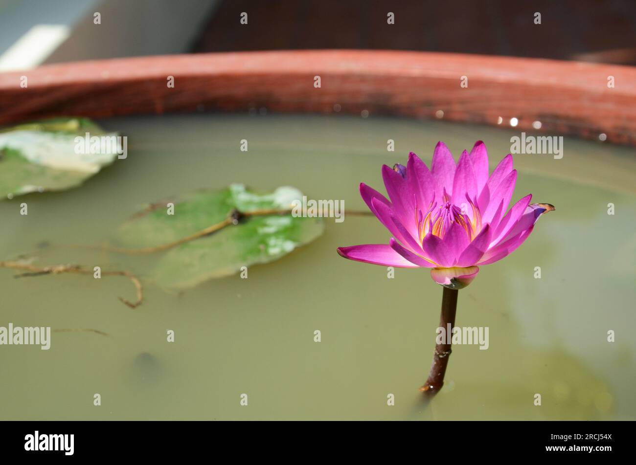 Purple lotus flower or violet lilly blossom and Nymphaeaceae flora in ...