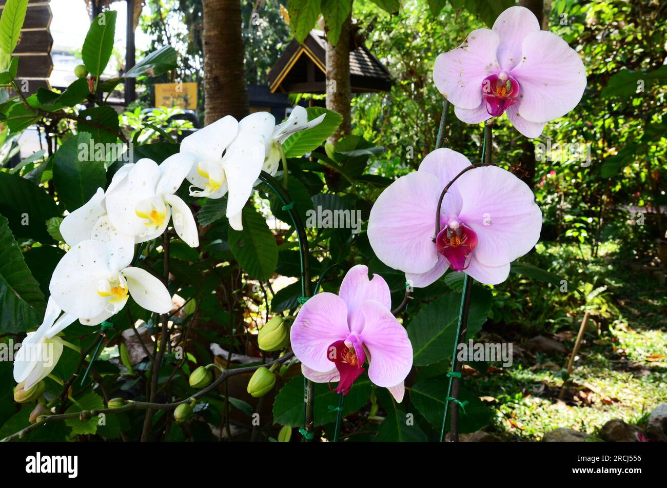 Orchid white yellow flowers floral blossom and green leaf plant tree in ...