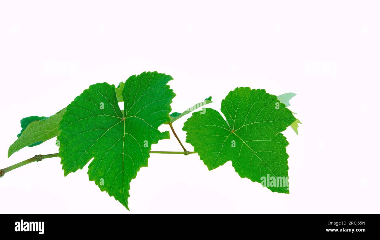 Angoor hi-res stock photography and images - Alamy