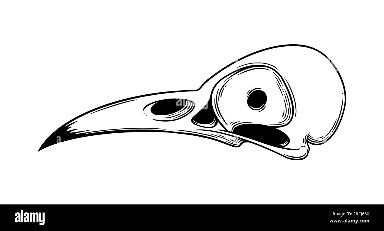 Crow skull sketch side view. Halloween skull for spooky designs. Vector illustration isolated in ...