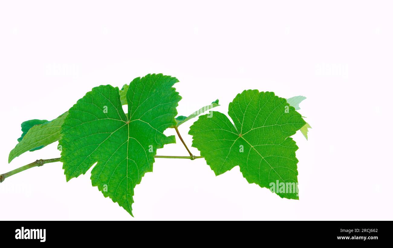 Organic grape or vine leaves with branch and tendrils on white ...