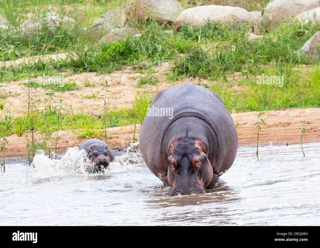 A small Hippo calf follows its mother into the river. It will need to ...