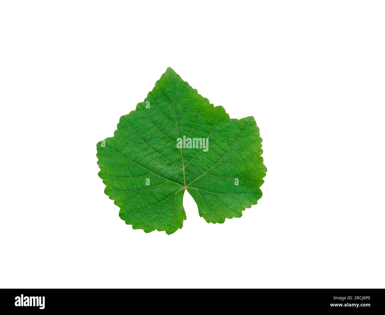 Ornamental grape Cut Out Stock Images & Pictures - Alamy