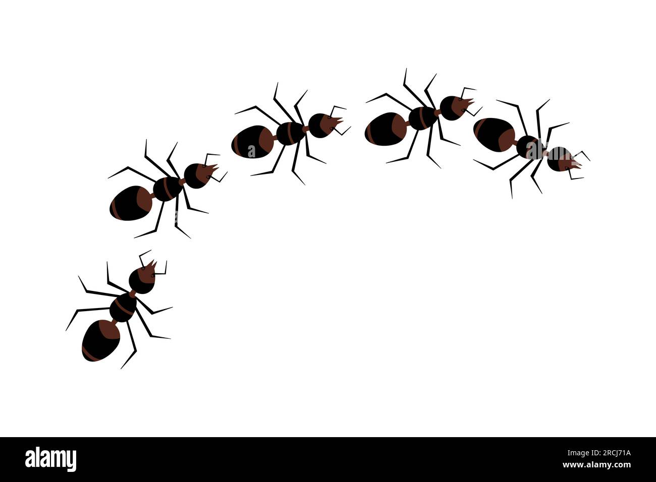 Line of ants isolated. Insect trail. Ant column. Home pest or parasite control concept. Top view ...