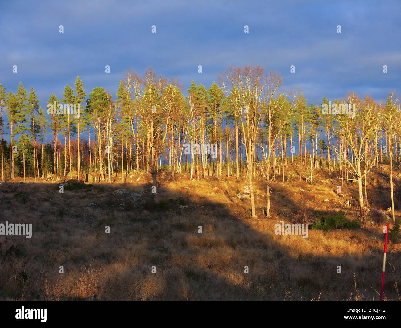 EVENING SUN illuminates saved seed trees during clear cutting Stock ...