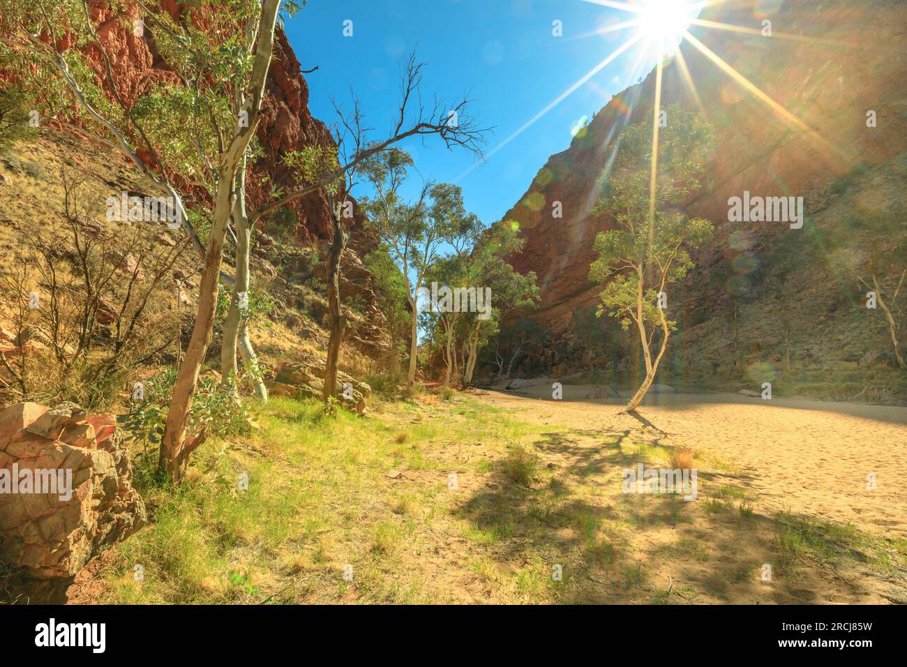 Sunbeams on bush vegetation with eucalyptus and gum tree on dry ...