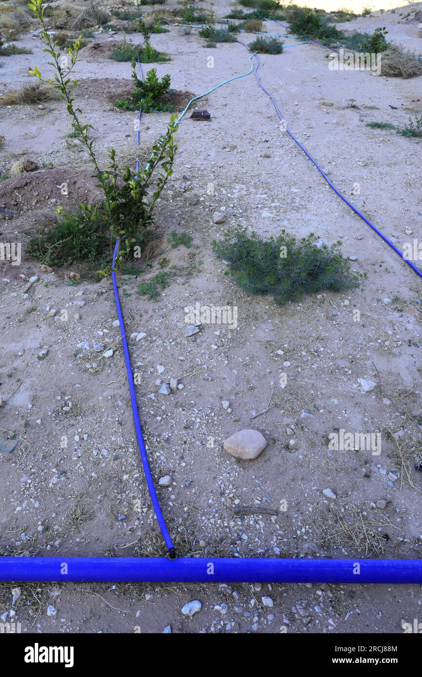 Irrigation equipment and crops in Wadi Ba'aja near Little Petra, Al ...
