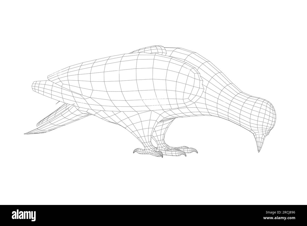 Pigeon vector wireframe character flat illustration. Dove pigeon seen ...