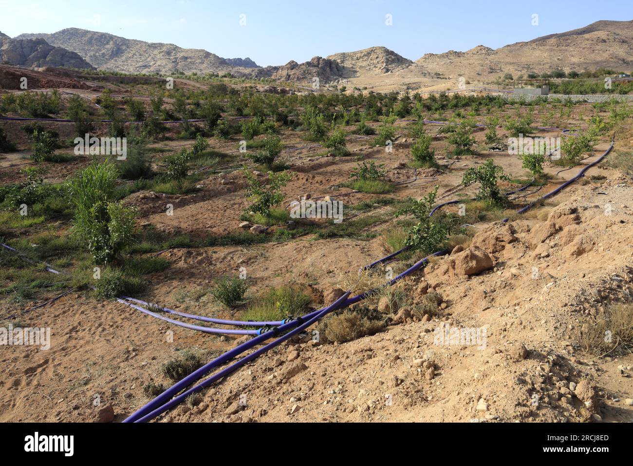 Irrigation equipment and crops in Wadi Ba'aja near Little Petra, Al ...