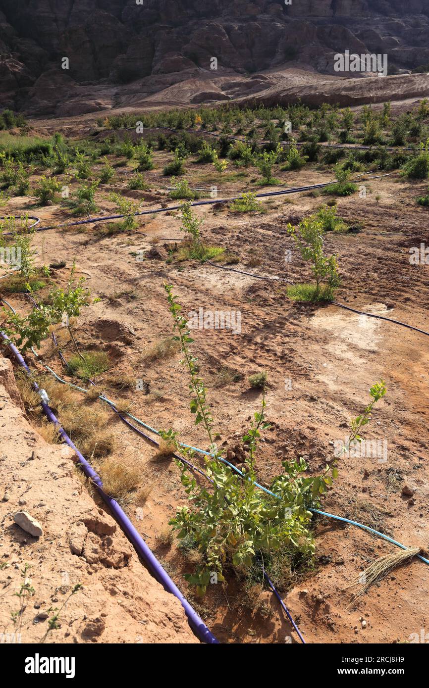 Petra jordan water channel hi-res stock photography and images - Alamy