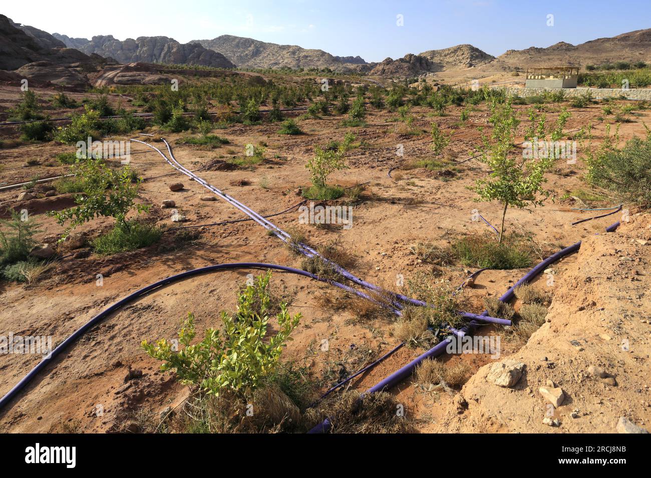 Irrigation equipment and crops in Wadi Ba'aja near Little Petra, Al ...