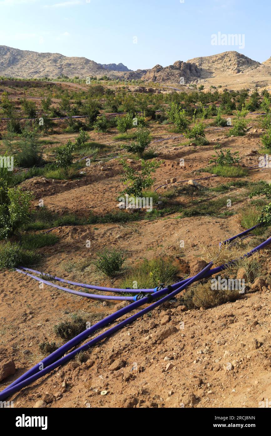 Irrigation equipment and crops in Wadi Ba'aja near Little Petra, Al ...