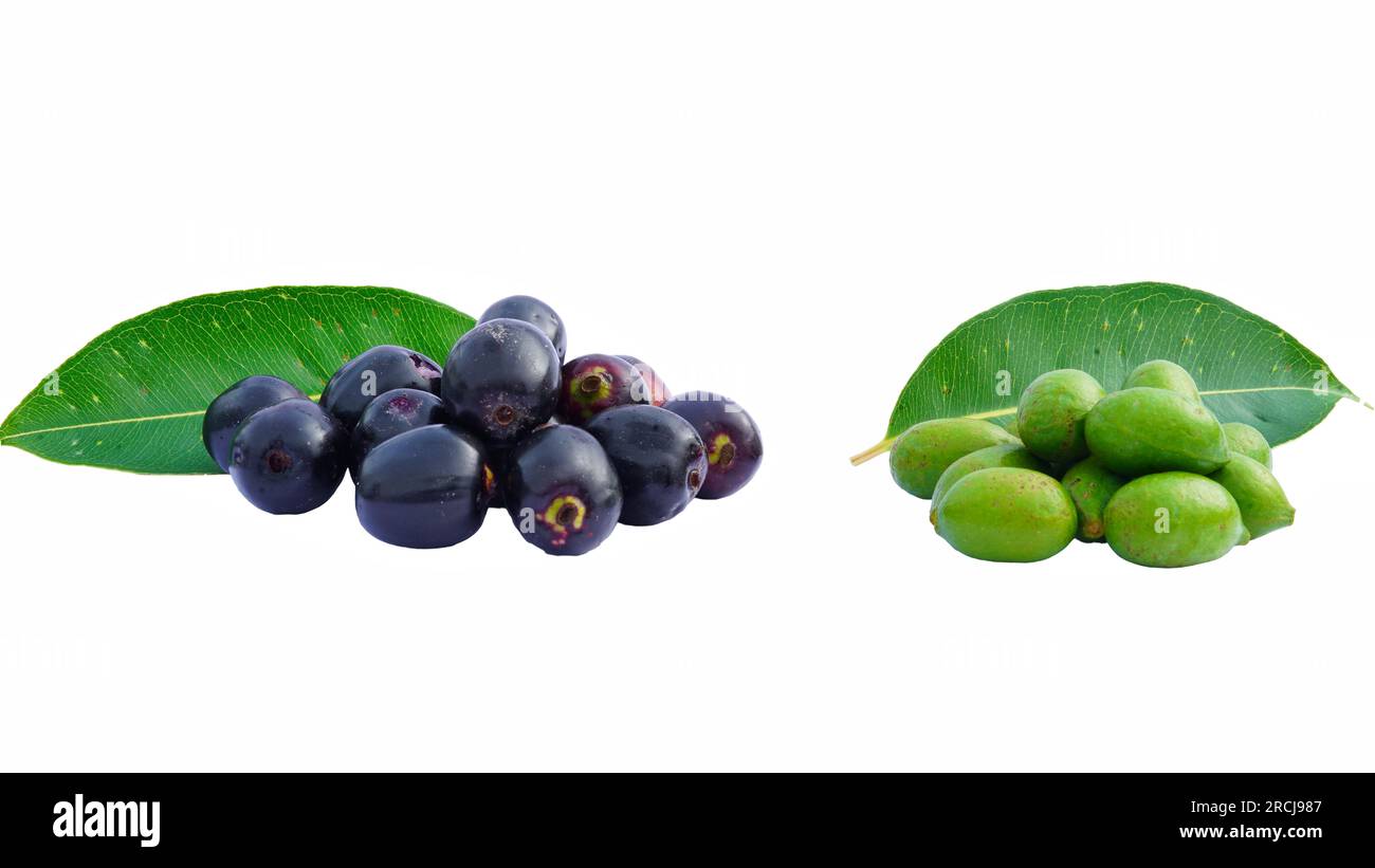 Organic fresh raw and ripe jamun or syzygium cumini fruits with green ...