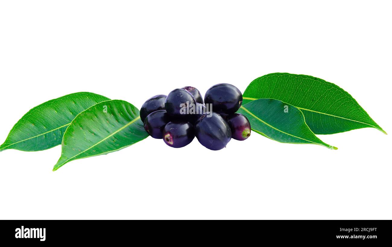 Indian tree jamun hi-res stock photography and images - Alamy