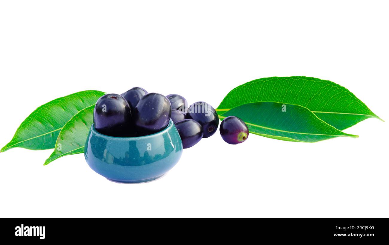 Jamun tree hi-res stock photography and images - Alamy