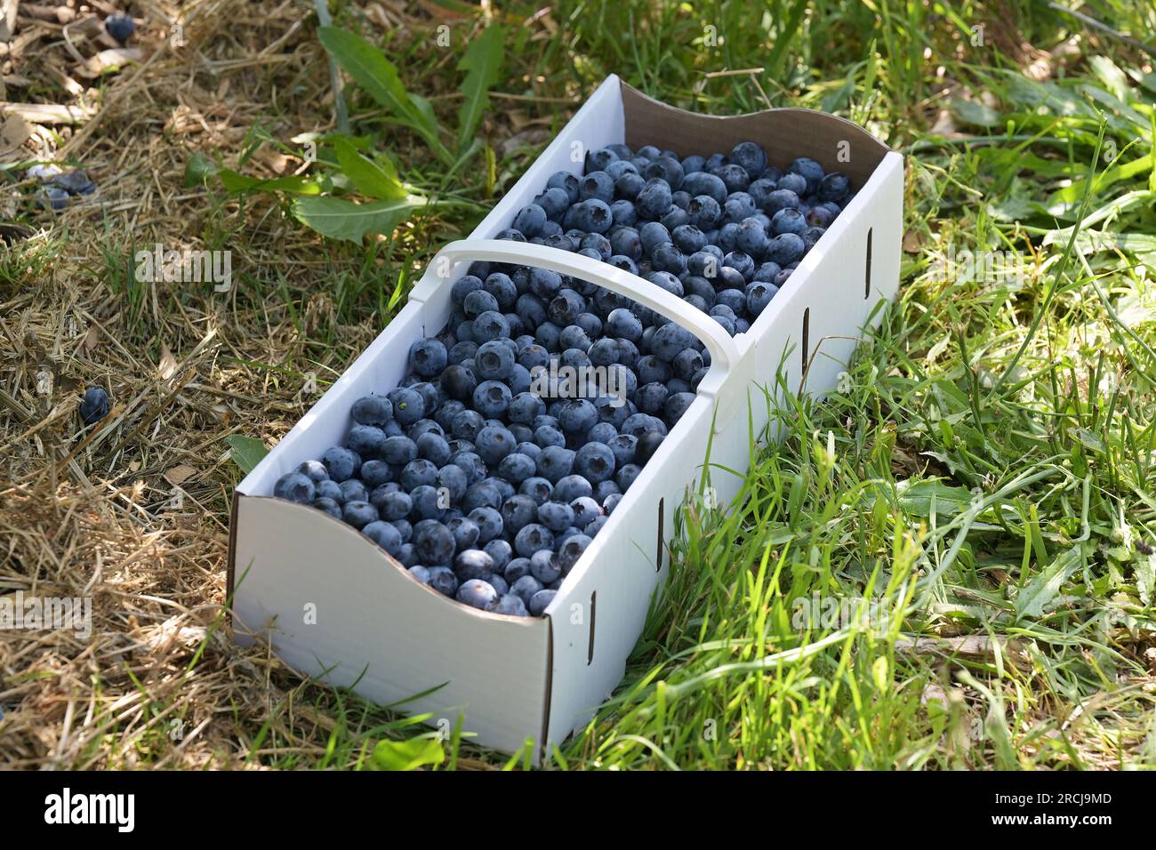 Klaistow, Germany. 15th July, 2023. Ripe cultivated blueberries lie in ...