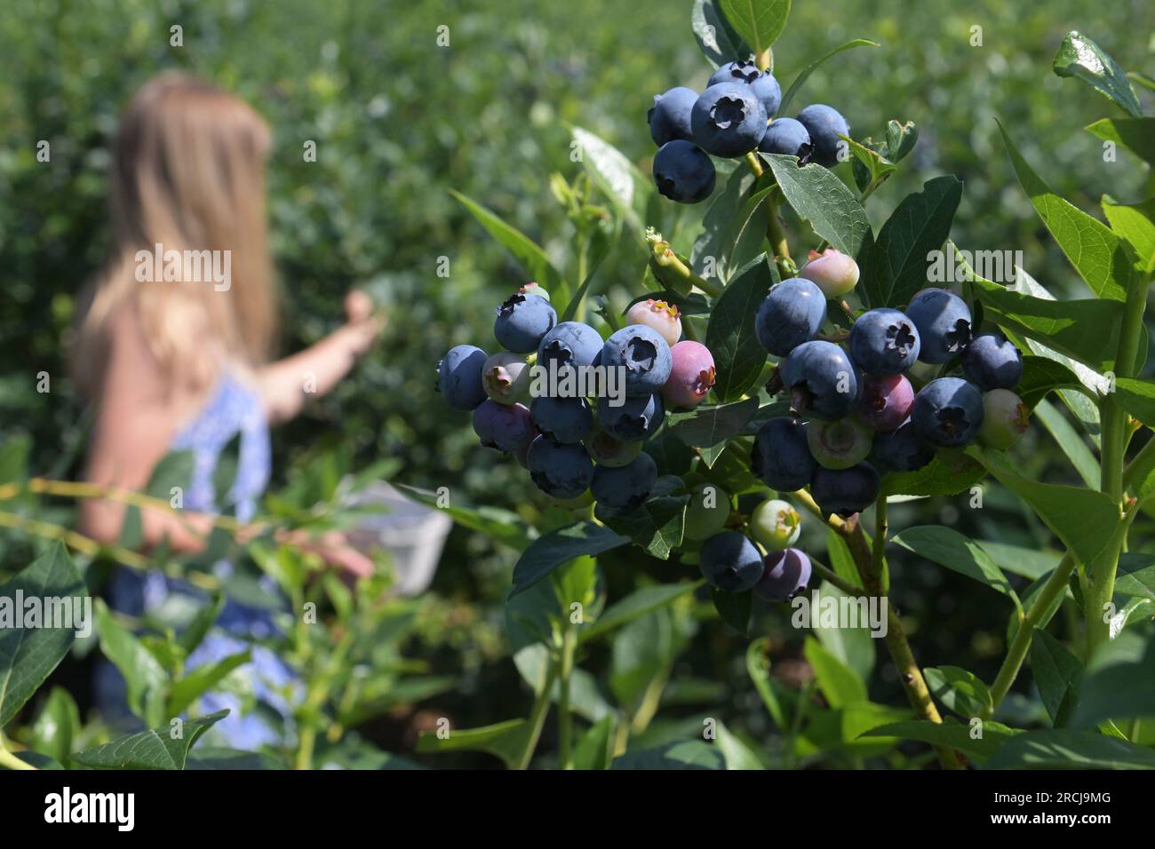 Klaistow, Germany. 15th July, 2023. Ripe cultivated blueberries hang on a bush. In the ...