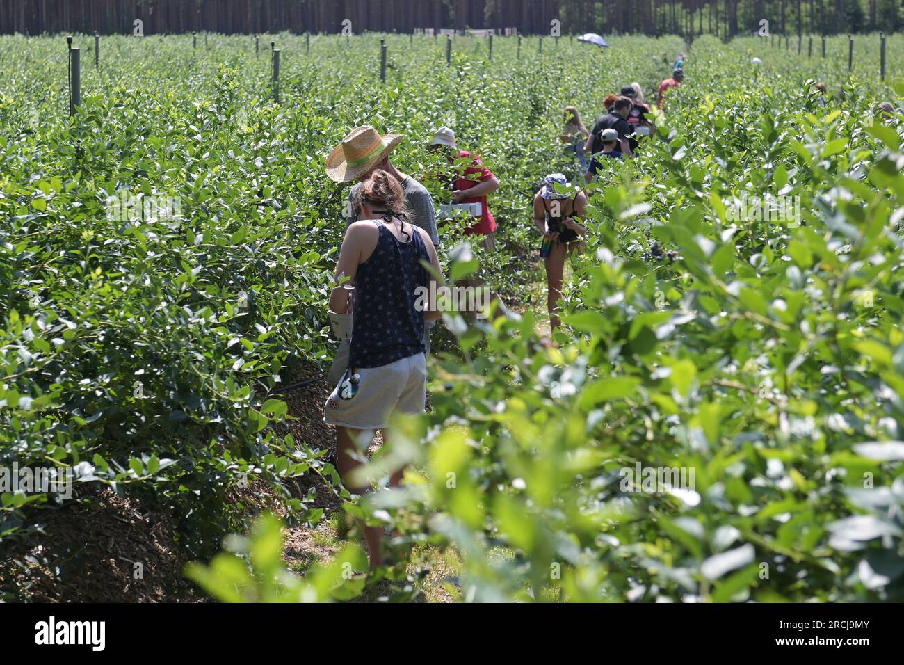 Klaistow, Germany. 15th July, 2023. Numerous visitors pick cultivated ...