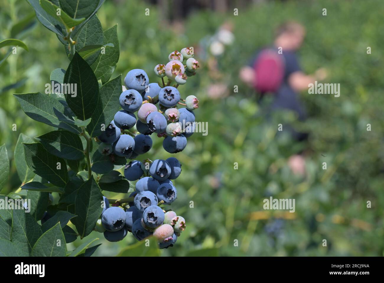 Klaistow, Germany. 15th July, 2023. Ripe cultivated blueberries hang from a bush. The fruit is ...
