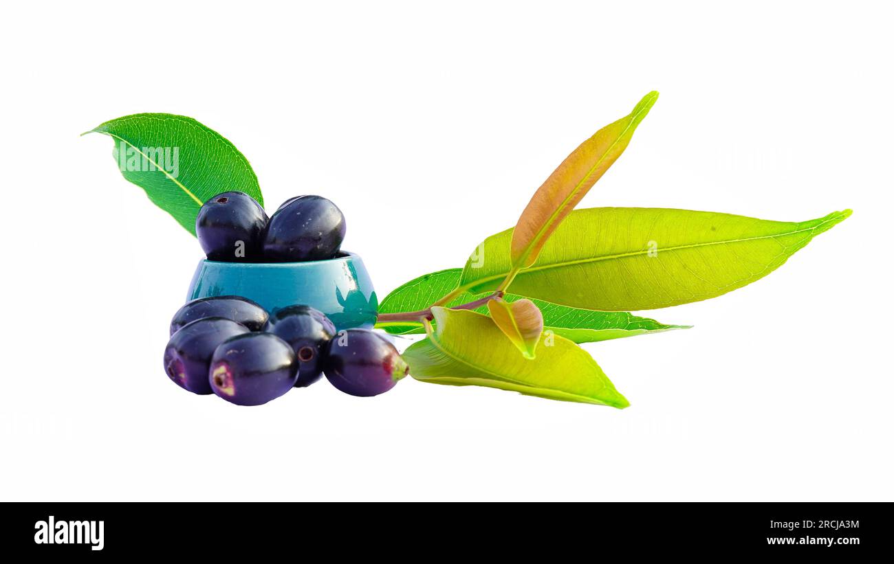 Jamun or Syzygium Cumini in a Ceramic Bowl with Leaves Isolated on ...