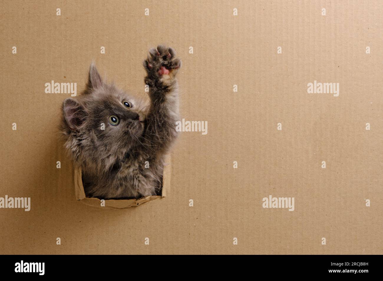 Small gray kitten stuck its muzzle and paws out window cut out in ...