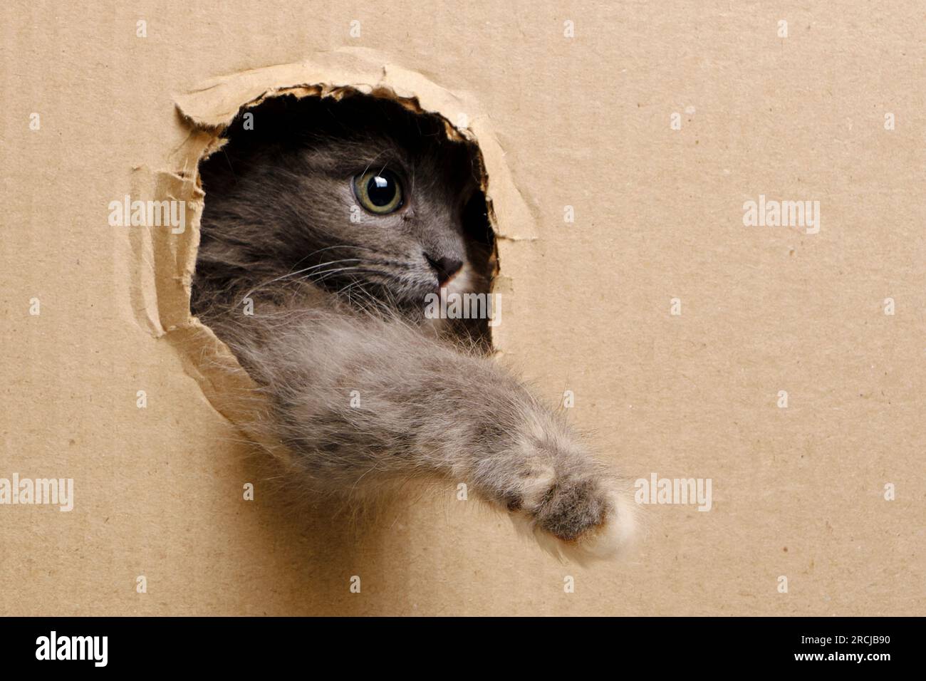 Small gray kitten stuck its muzzle and paws out window cut out in ...