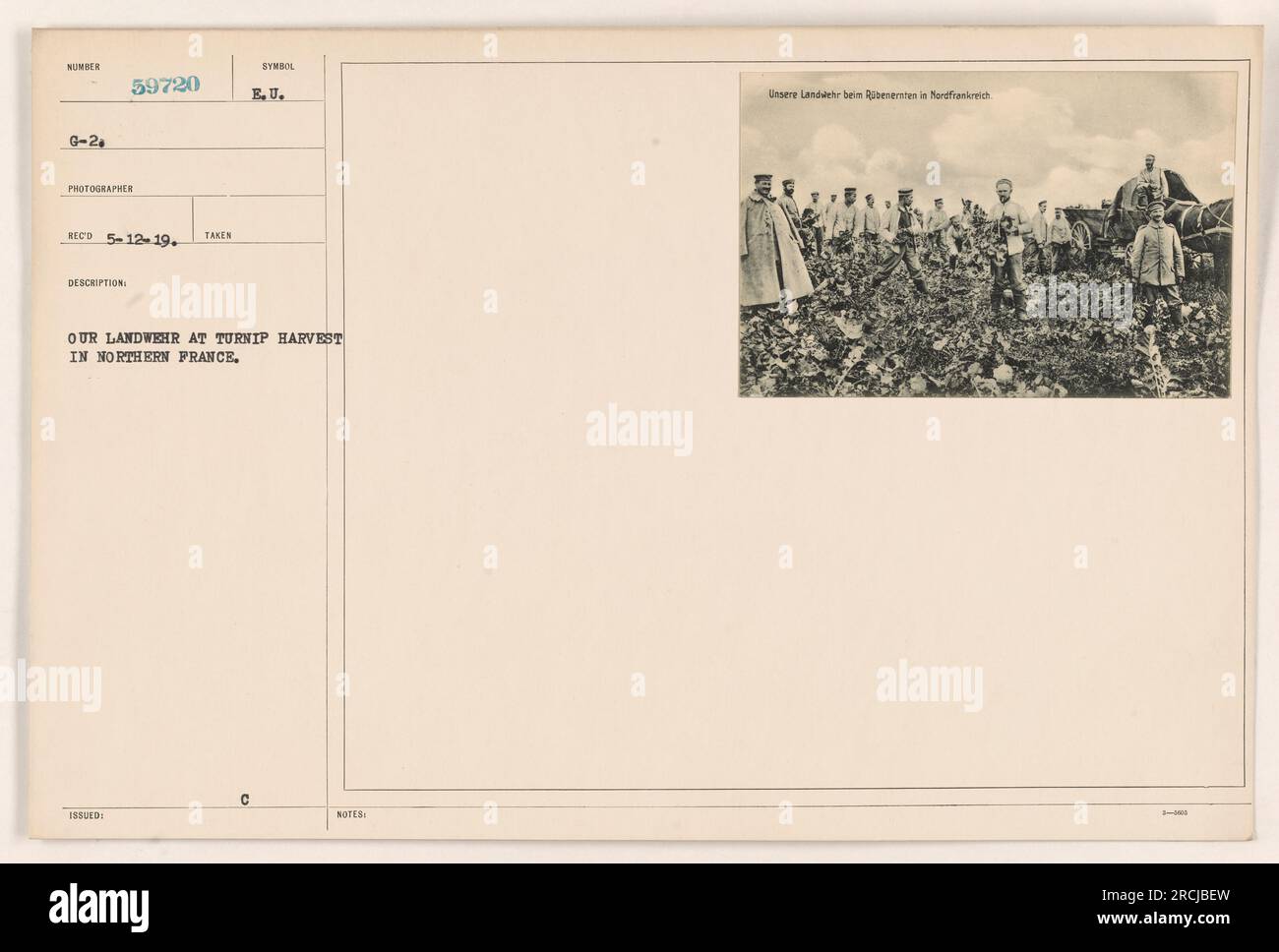 German Landwehr soldiers participating in a turnip harvest in Northern ...