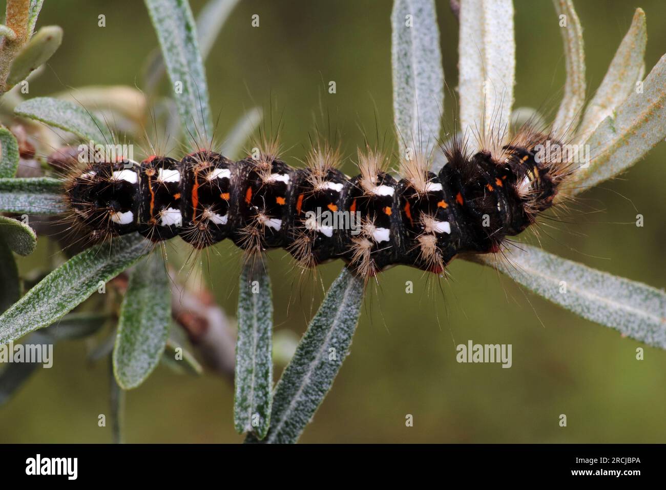 Knot Grass Acronicta rumicis Caterpillar Stock Photo - Alamy