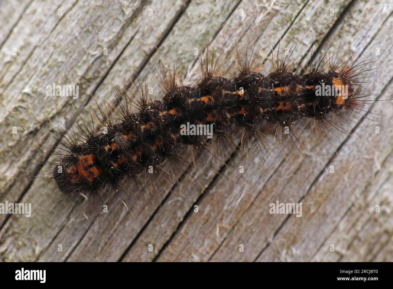 Caterpillar defence mechanism hi-res stock photography and images - Alamy