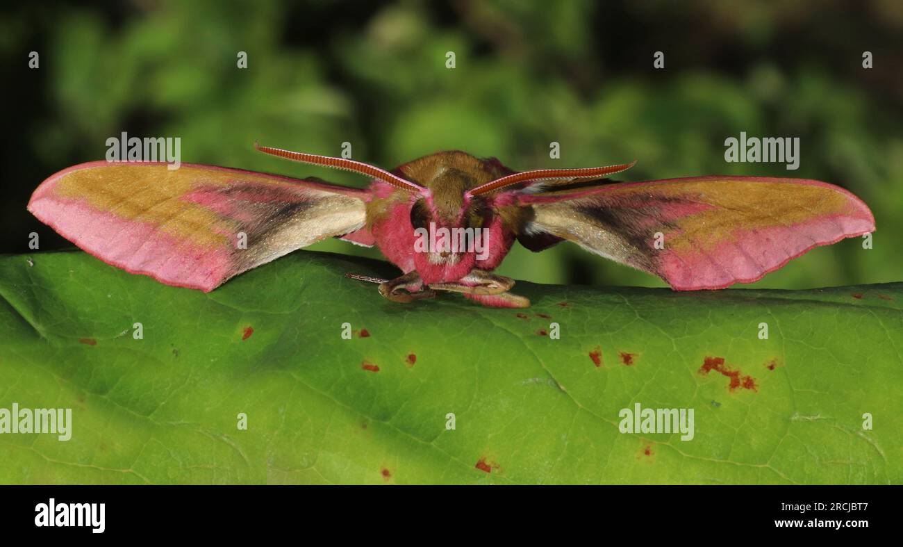 Elephant Hawk Moth Deilephila elpenor Stock Photo - Alamy