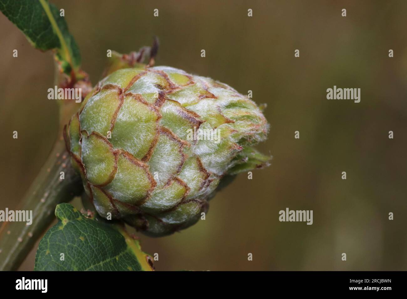 Oak Artichoke Gall Caused By The Gall Wasp Andricus fecundator Stock ...