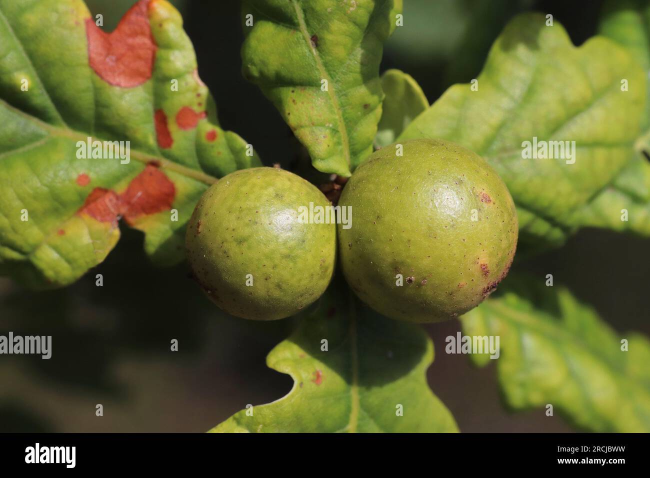 Tree gall hi-res stock photography and images - Alamy