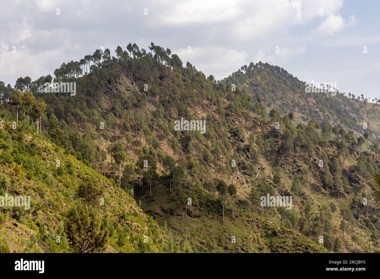 Pine tree forest of the Elum mountain in the Buner valley Stock Photo ...